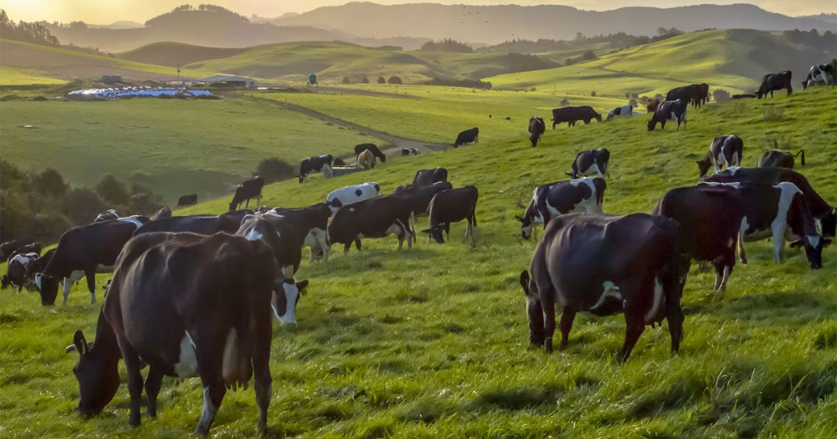 Research - Science Projects - Blood BHB and Cow Performance | DairyNZ