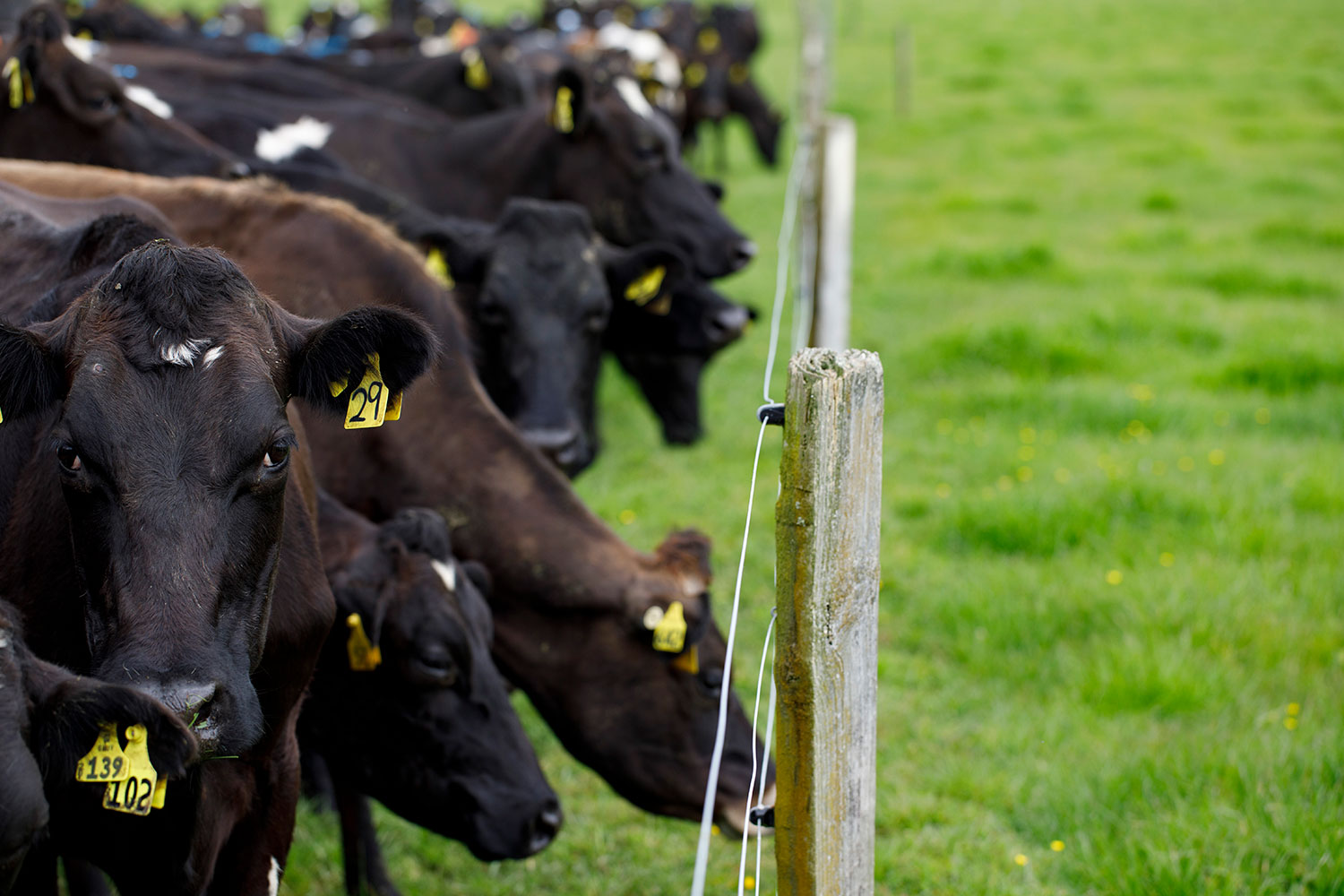 Biosecurity Act consultation | DairyNZ