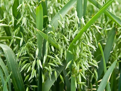 Catch crops - DairyNZ | DairyNZ