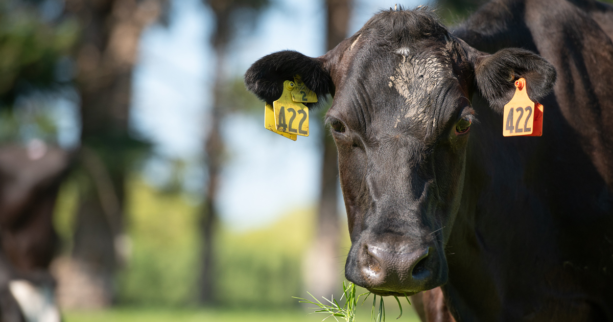 BVD - Bovine viral diarrhoea virus - DairyNZ | DairyNZ