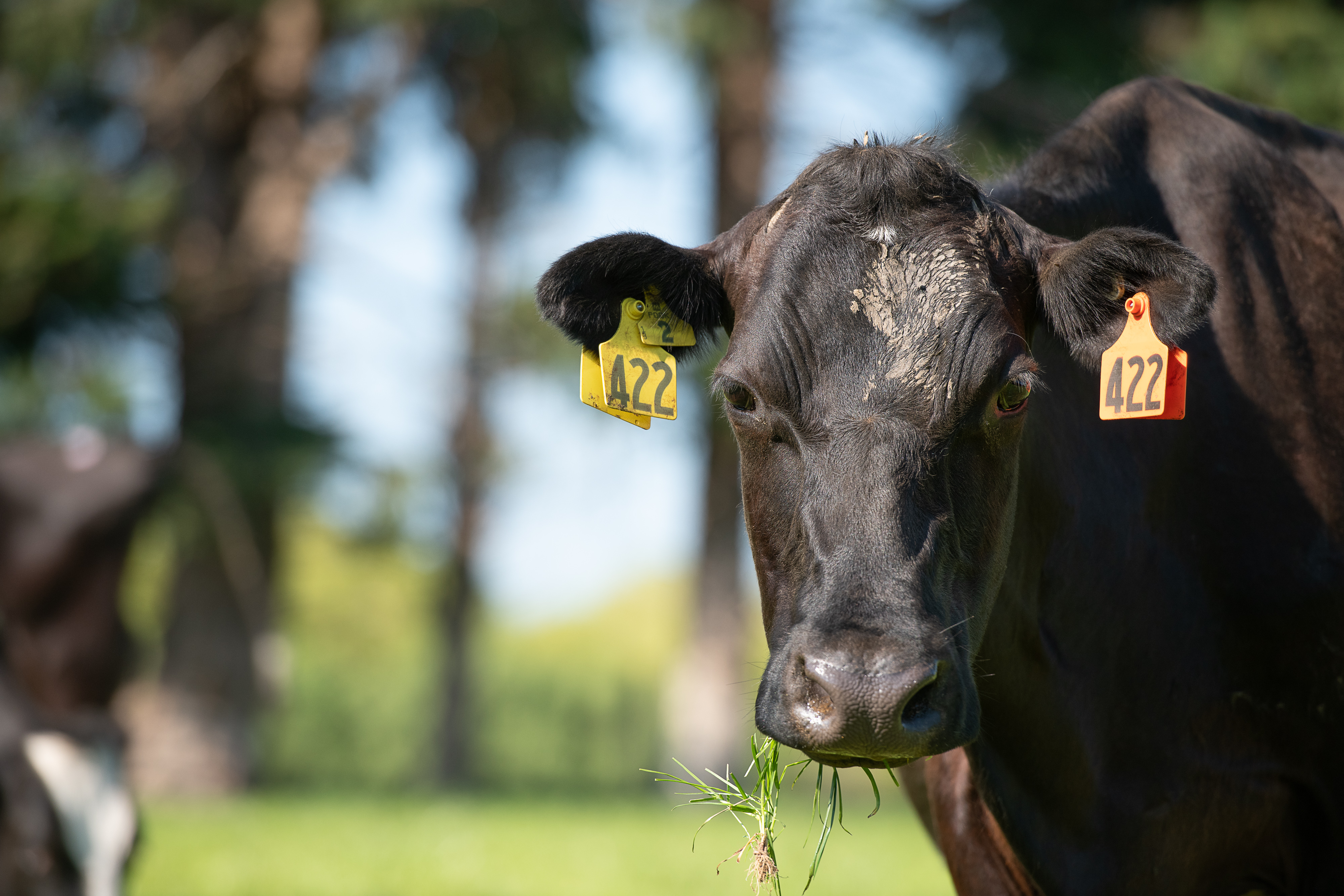 Grass staggers | DairyNZ