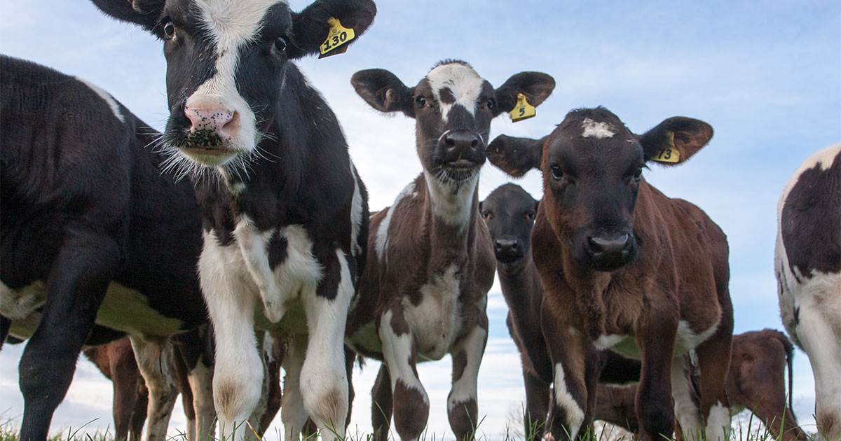 Industry update to the Dairy Herd Testing Standard | DairyNZ