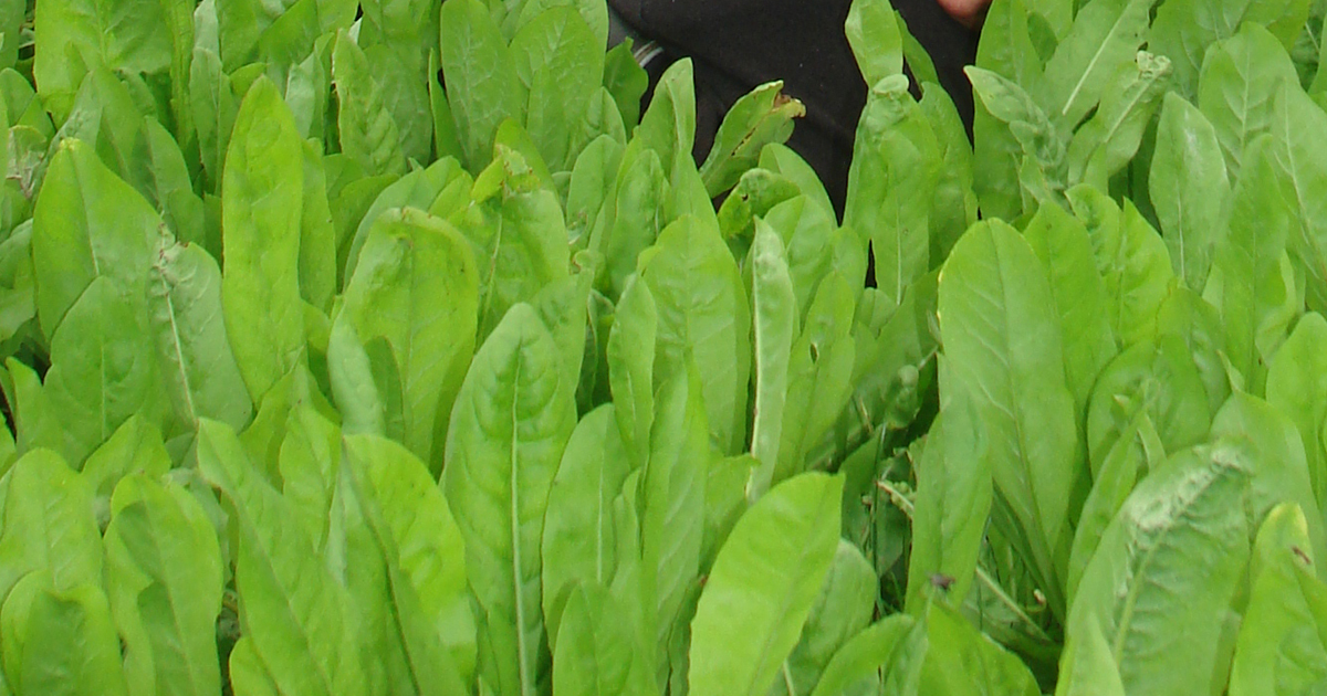 Chicory | DairyNZ