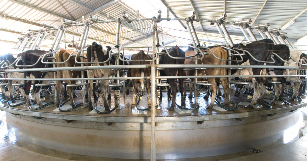 Inside Dairy - Tools and tactics for a successful dry-off | DairyNZ