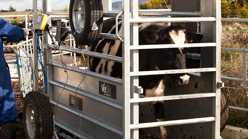 Heifer weights and weighing - DairyNZ | DairyNZ