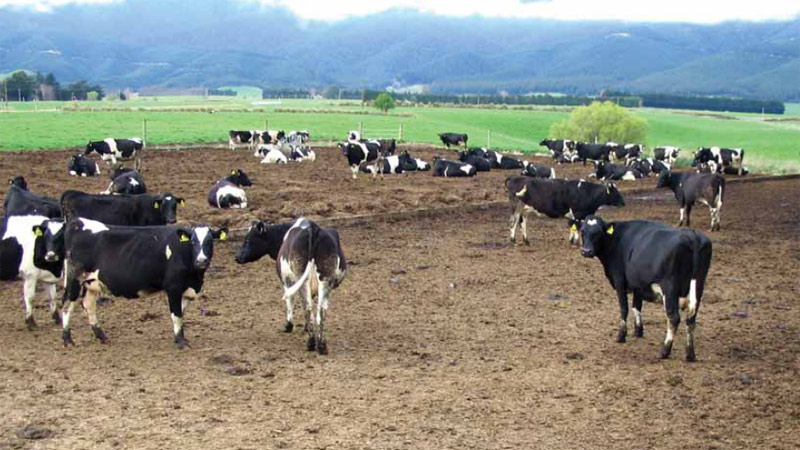 Stand-off pad | DairyNZ