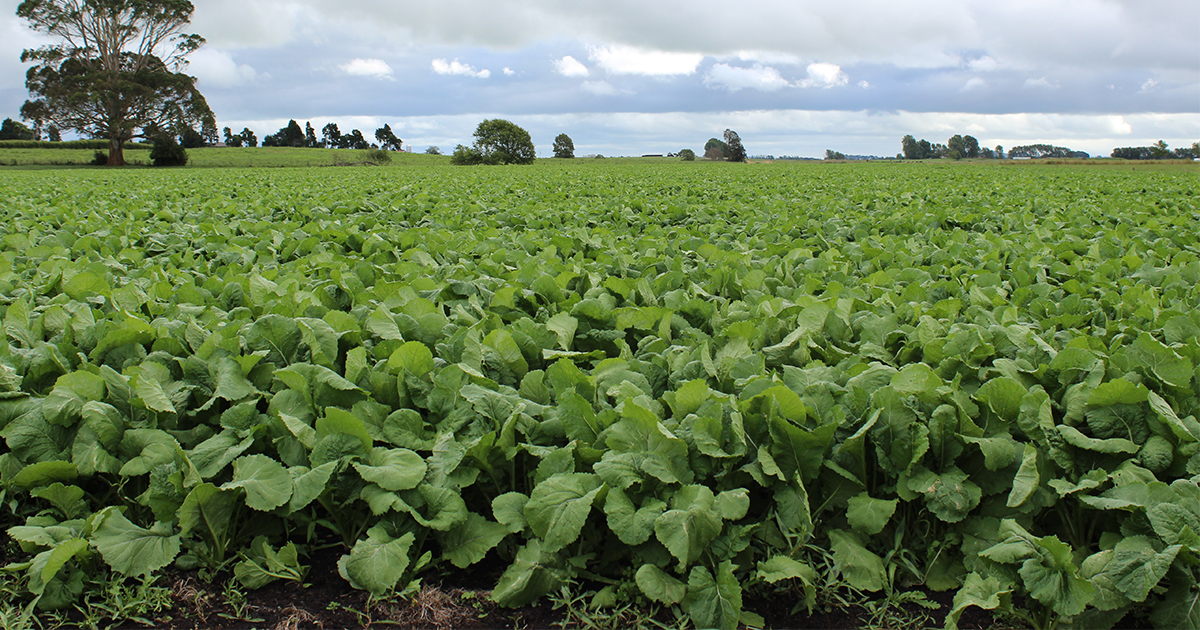 Turnips | DairyNZ
