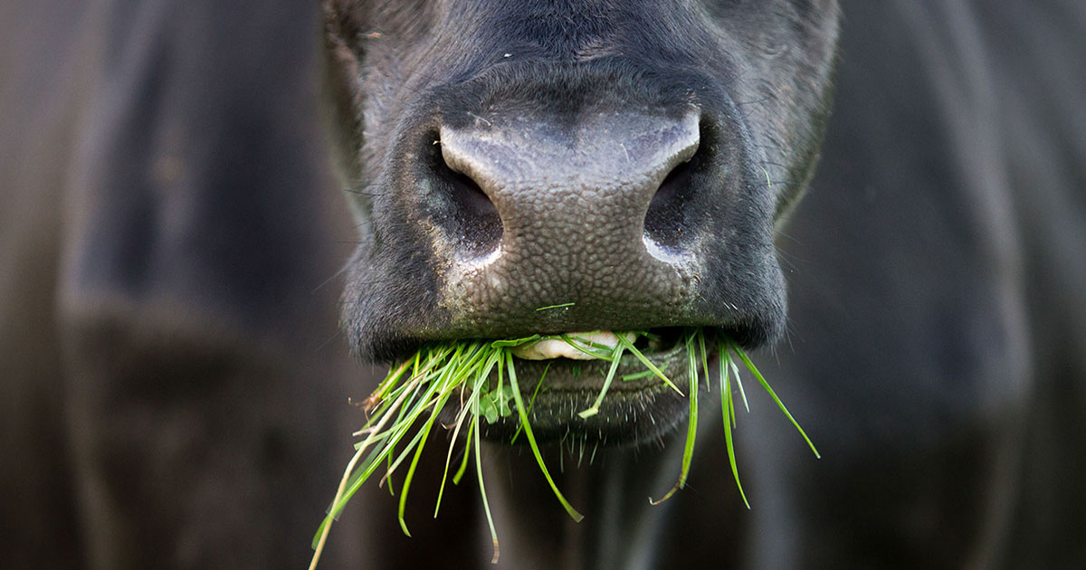 Resources for Nutrition and Feed Advisors | DairyNZ