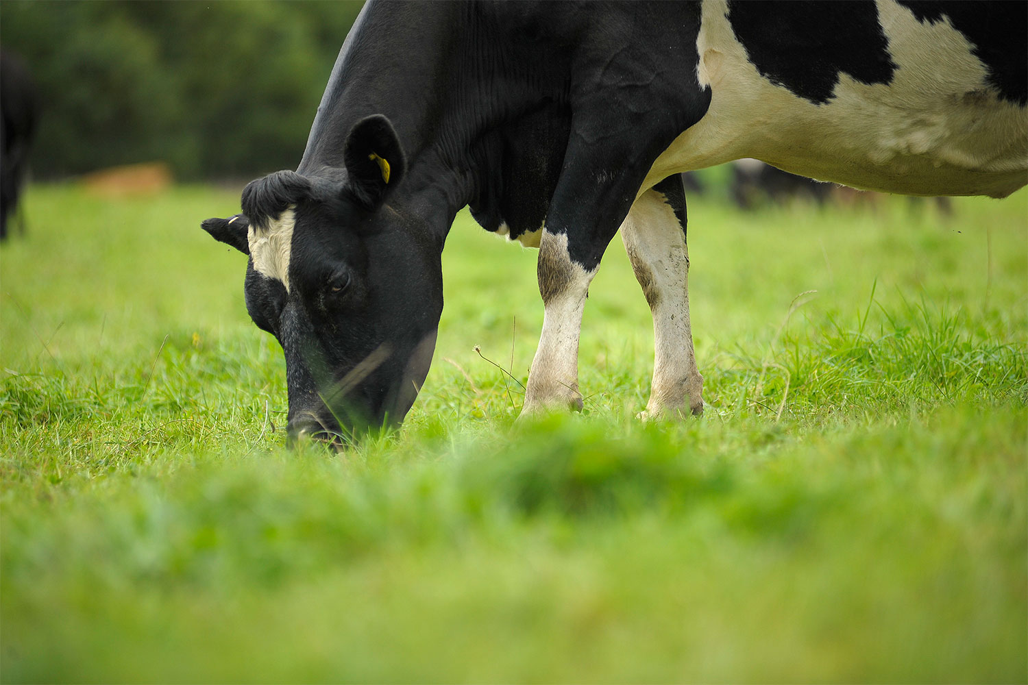 Identifying lame cows | DairyNZ