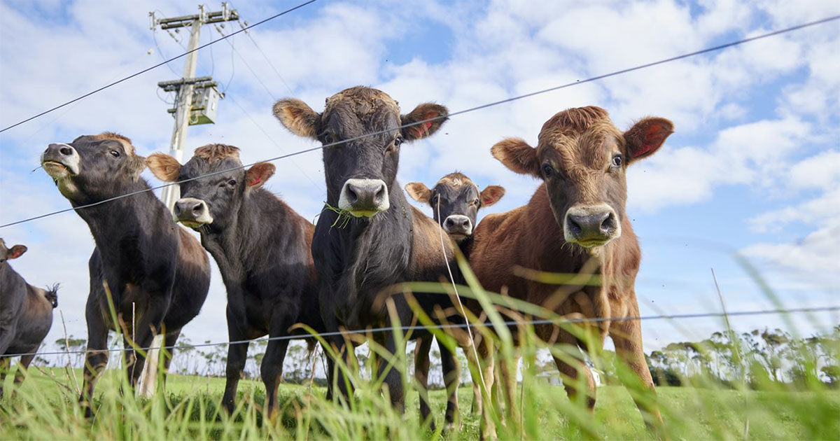 Large-scale joint project takes aim at pasture persistence problem ...