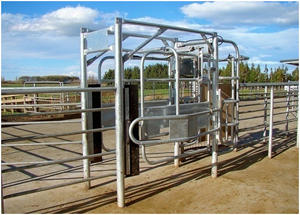 Drafting systems - DairyNZ | DairyNZ