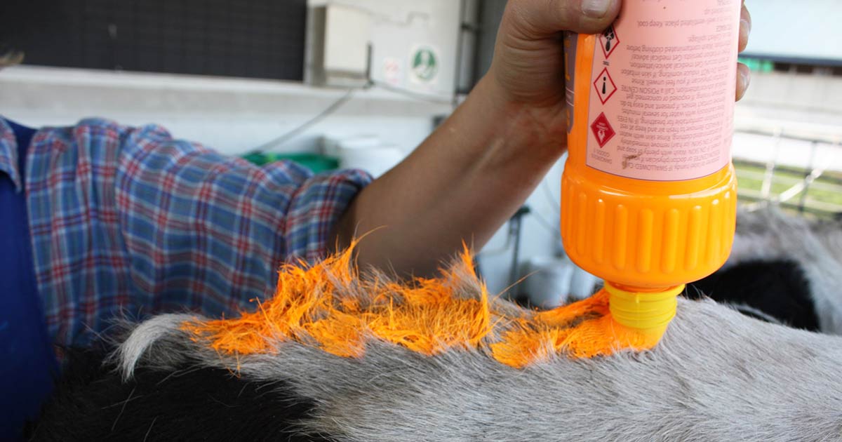 Heat detection aids - DairyNZ | DairyNZ