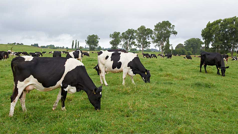Climate change action farms | DairyNZ