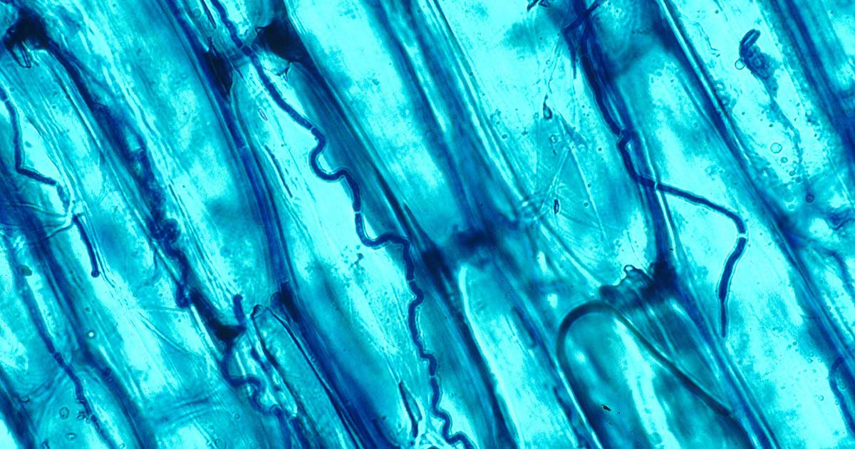 Endophyte - DairyNZ | DairyNZ