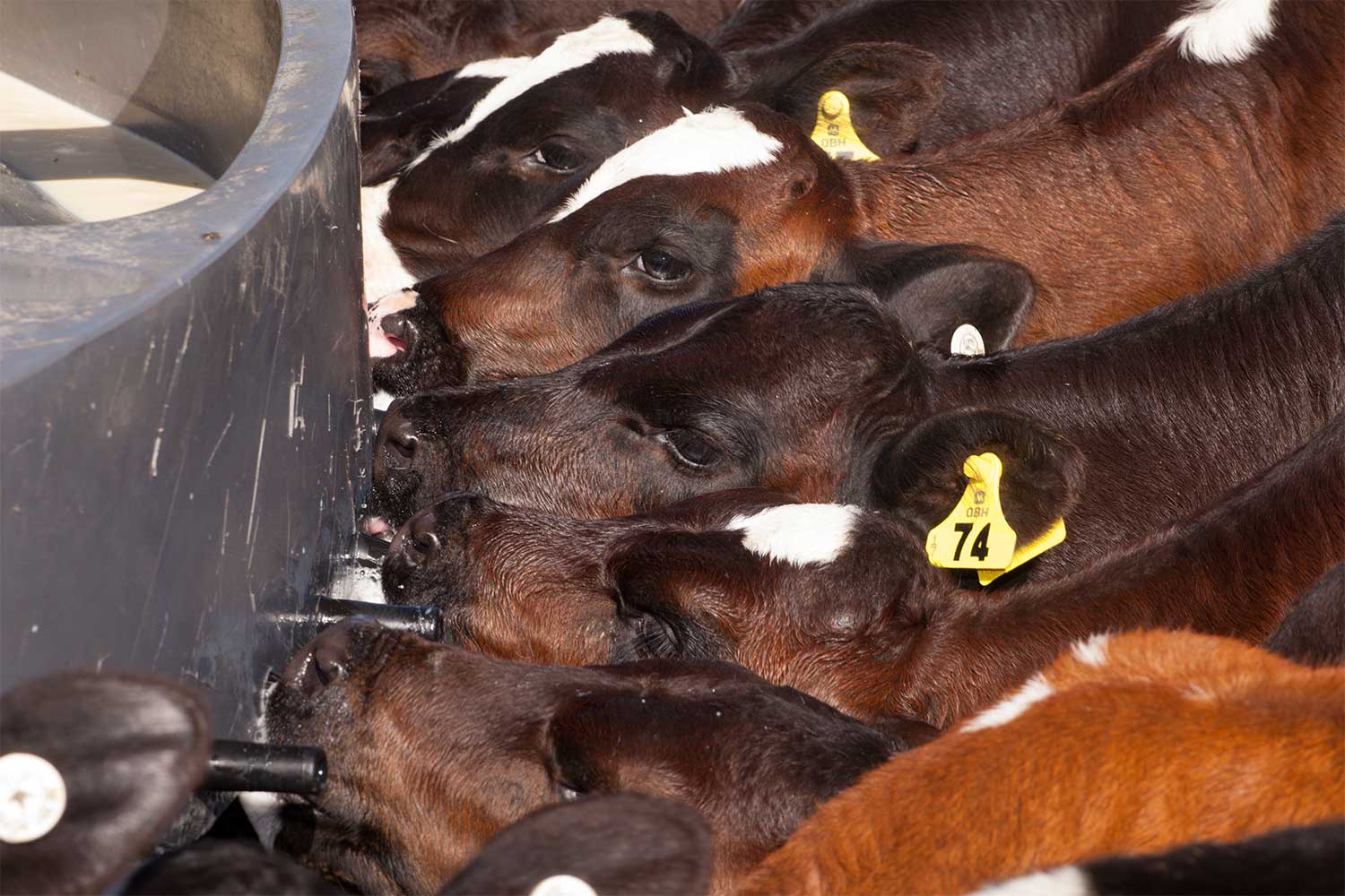 Buying and selling feed | DairyNZ