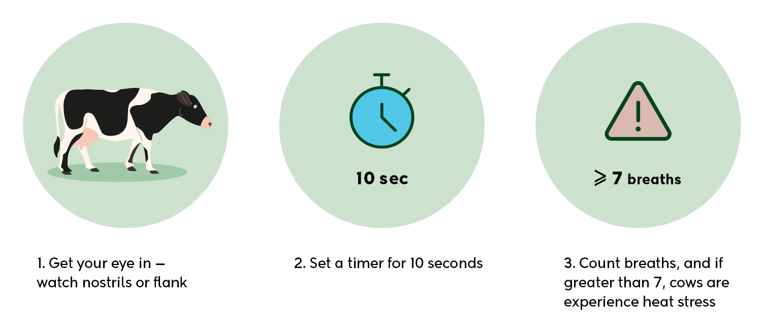 Heat stress - DairyNZ | DairyNZ