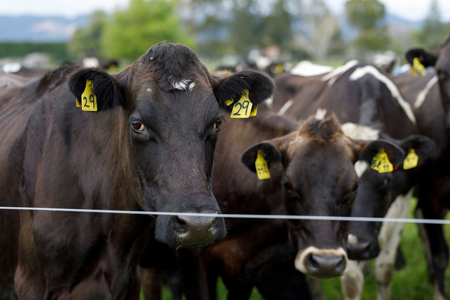 Mycoplasma bovis - DairyNZ | DairyNZ