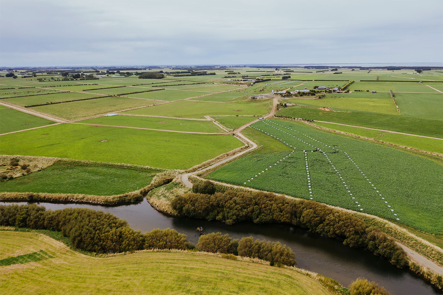 Winter crop paddock selection - DairyNZ | DairyNZ