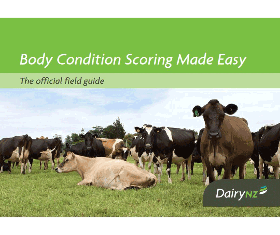 Animal resources | DairyNZ
