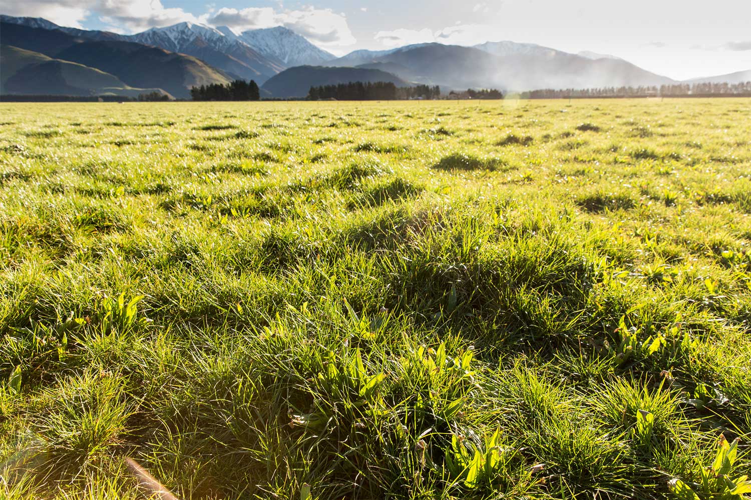 Autumn management - DairyNZ | DairyNZ