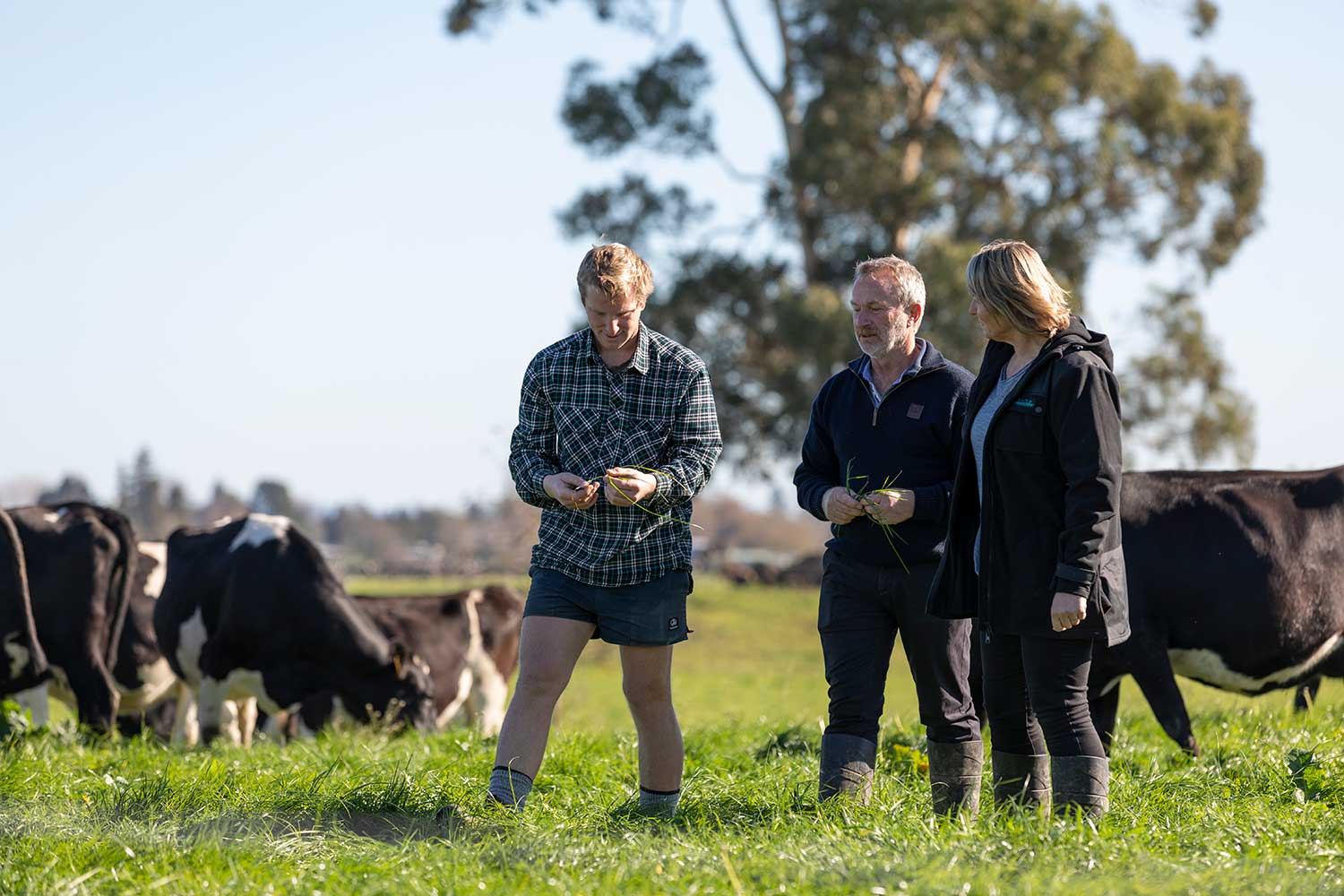 FeedRight training - DairyNZ | DairyNZ
