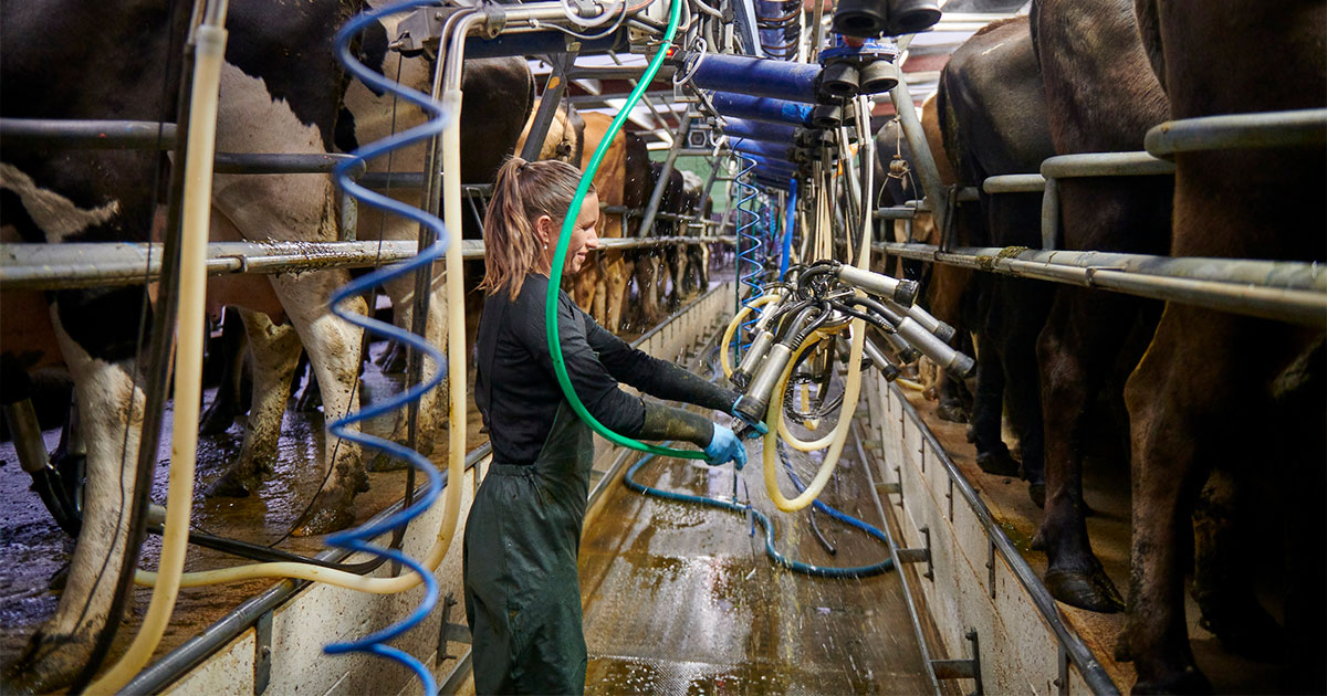 Inside Dairy - How New Zealand became – and remains – the world’s ...