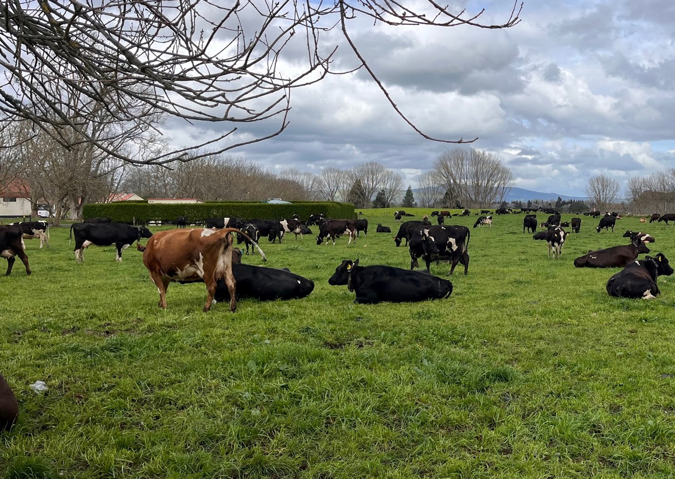 Environmental - Owl Farm - Waikato - DairyNZ | DairyNZ