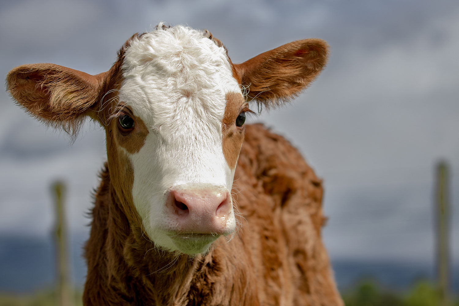 Dairy Calf Opportunities, Pāmu | DairyNZ