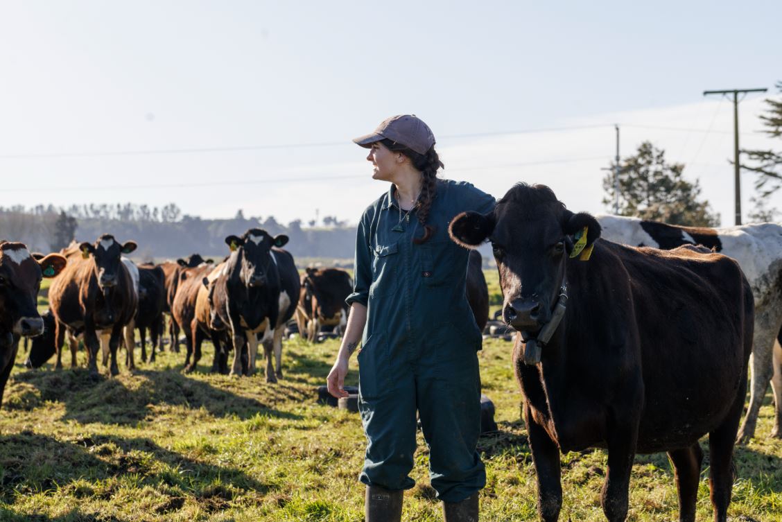 Dry cow strategies | DairyNZ