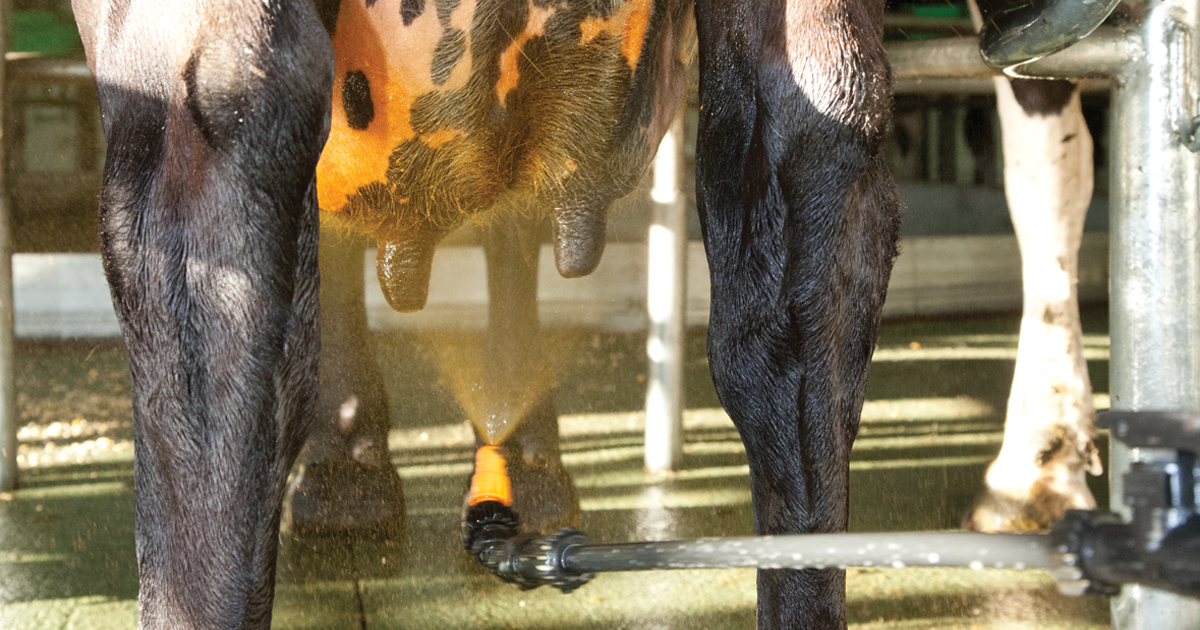 Disinfection | DairyNZ