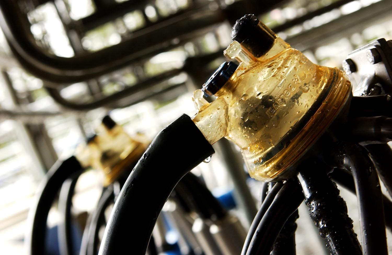 Milking - Fundamentals | DairyNZ