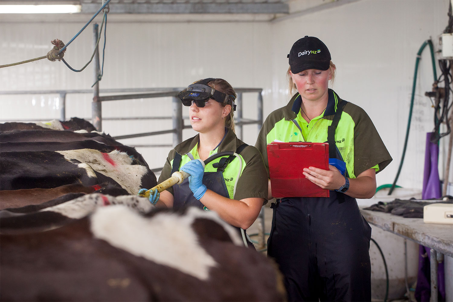 Pregnancy testing - DairyNZ | DairyNZ
