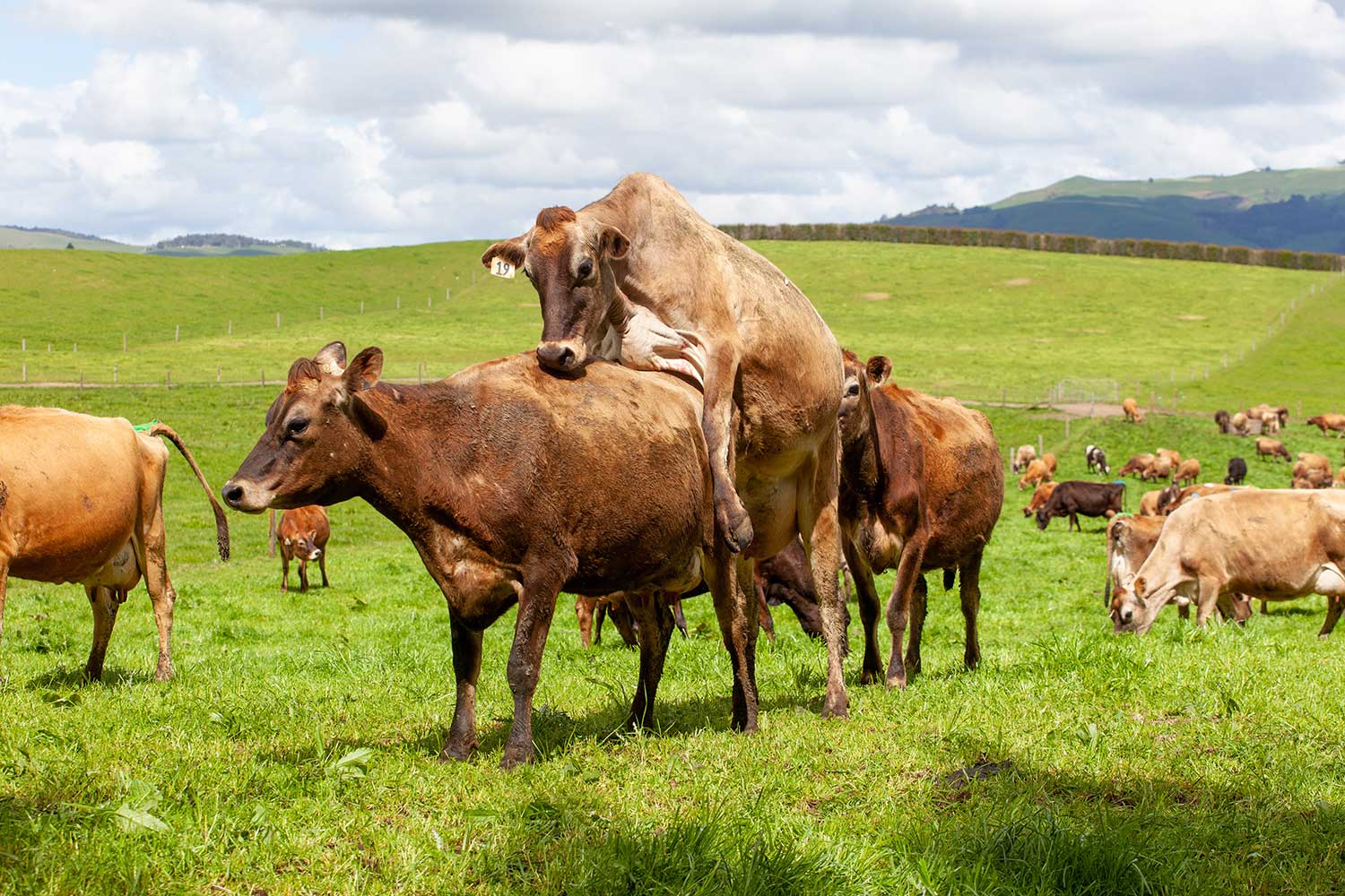 Reproduction and mating - DairyNZ | DairyNZ